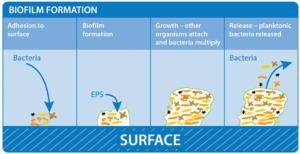 Biocidin Drops: Dosage, Uses and Reported Side Effects
